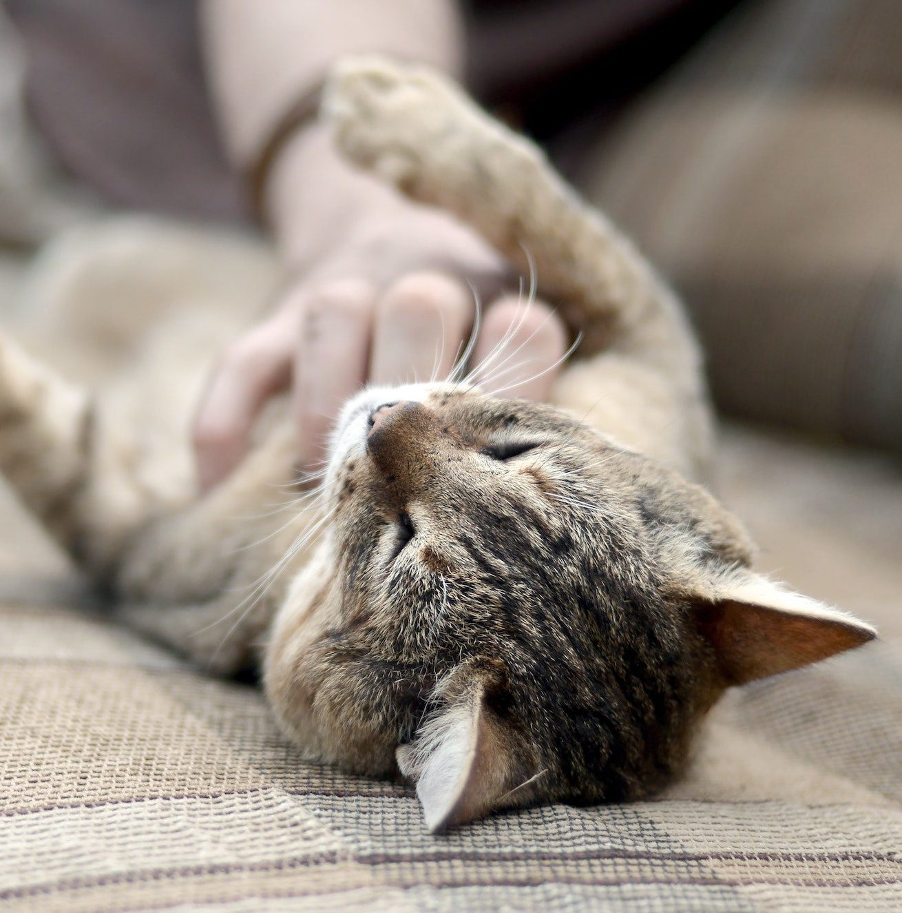 Wags 2 Whiskers - St.Petersburg Pet Sitting and Walking